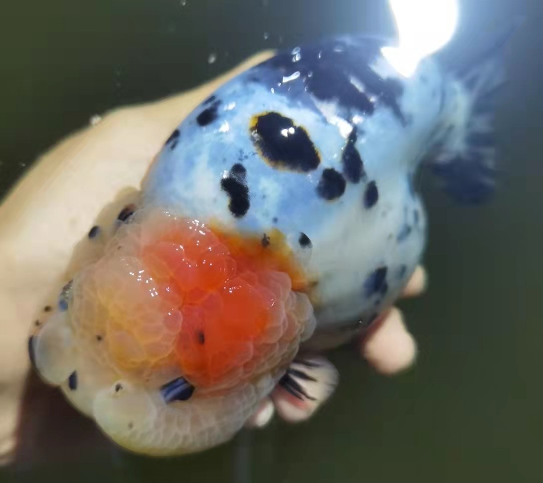 贵阳卖宠物怎么翻译_贵阳卖宠物英文用法_贵阳卖宠物英语例句_淘宝翻译网