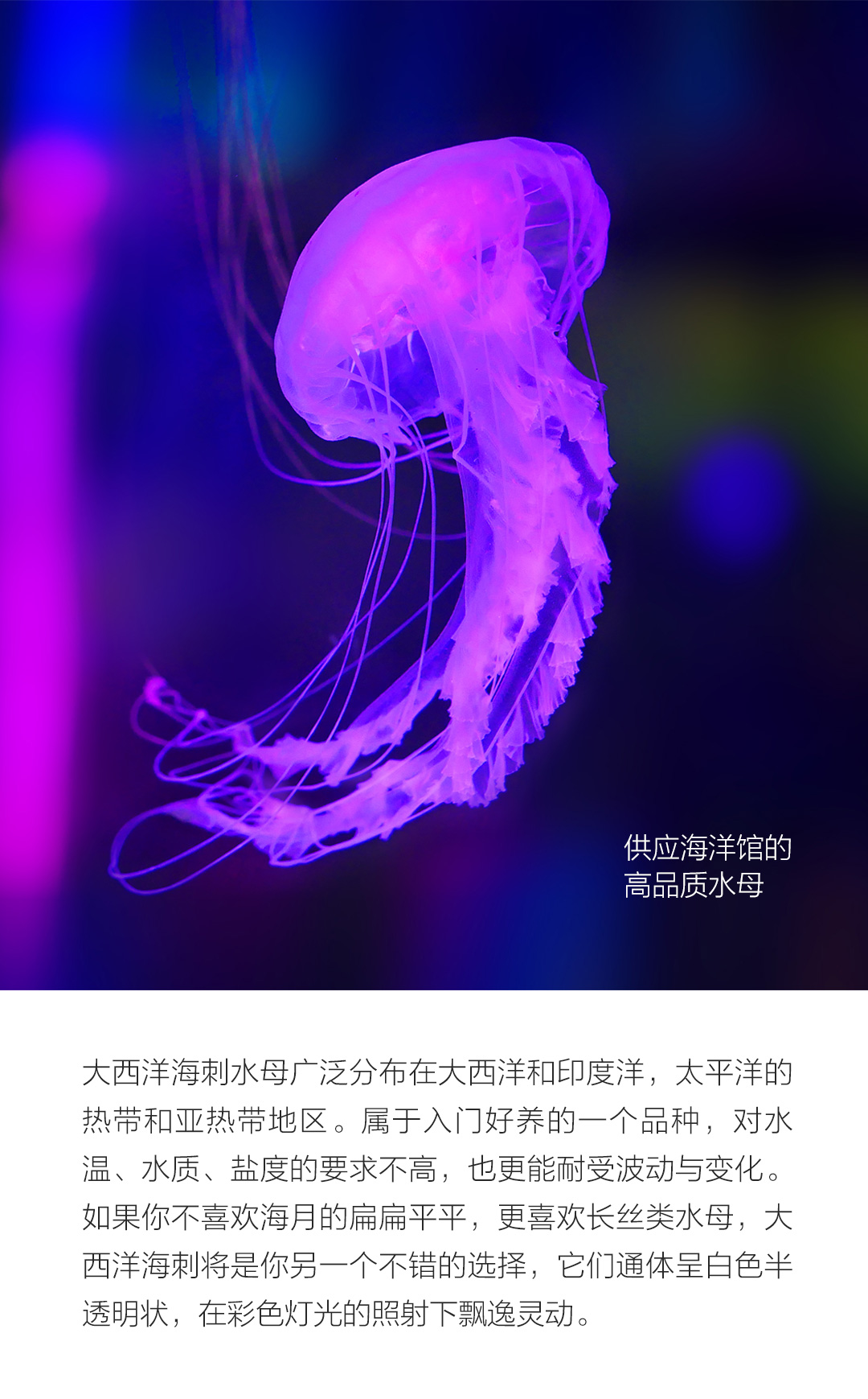 大西洋海刺水母活体观赏宠物活水母梦幻神奇彩色透明海水观赏鱼-阿里巴巴