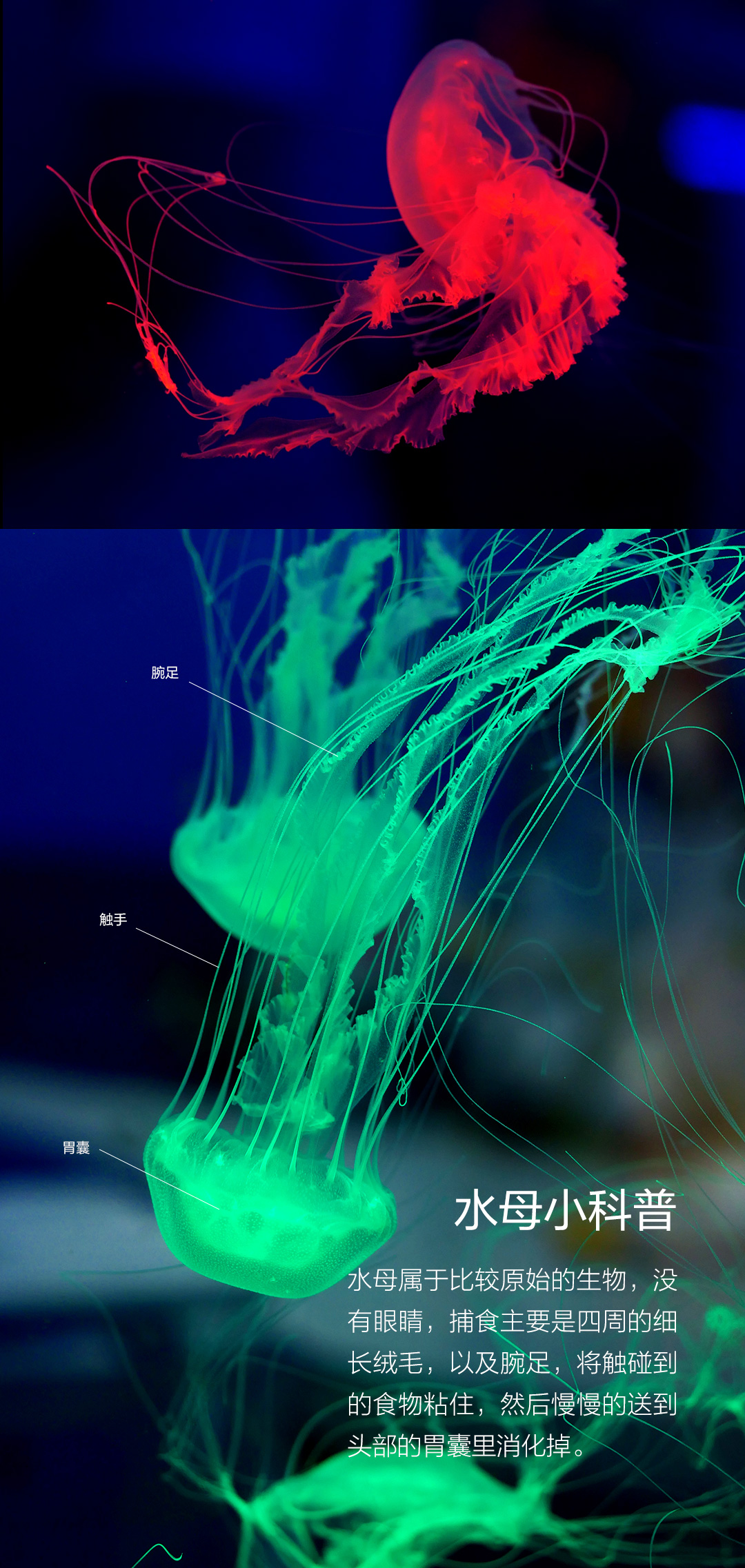 大西洋海刺水母活体观赏宠物活水母梦幻神奇彩色透明海水观赏鱼-阿里巴巴