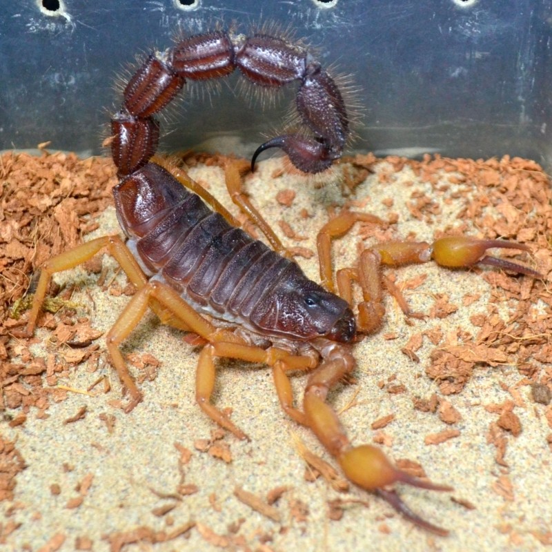 三色绒粗尾蝎P villosus：沙漠中的凶猛王者，新手也能轻松饲养！-蝎类-淘宝好物网