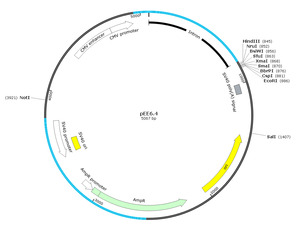 Pee12 4质粒宝：gs系统抗体表达质粒载体揭秘🔍 实验室用dna Rna 淘宝好物网