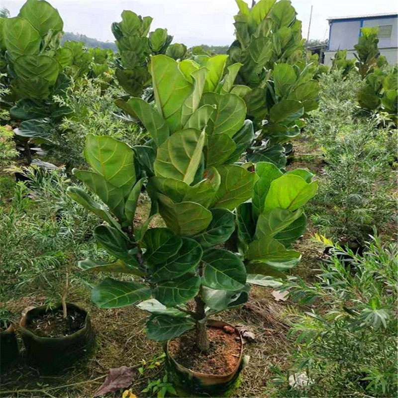 Courtyard open-air large lyre leaf banyan tree seedlings rubber tree ...