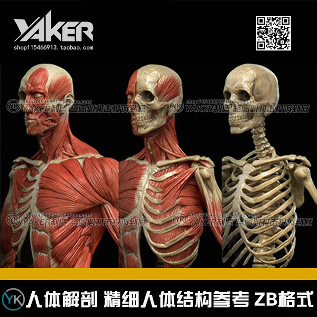 [USD 4.96] High-precision 3D model ZBrush4R7 version of human anatomy ...