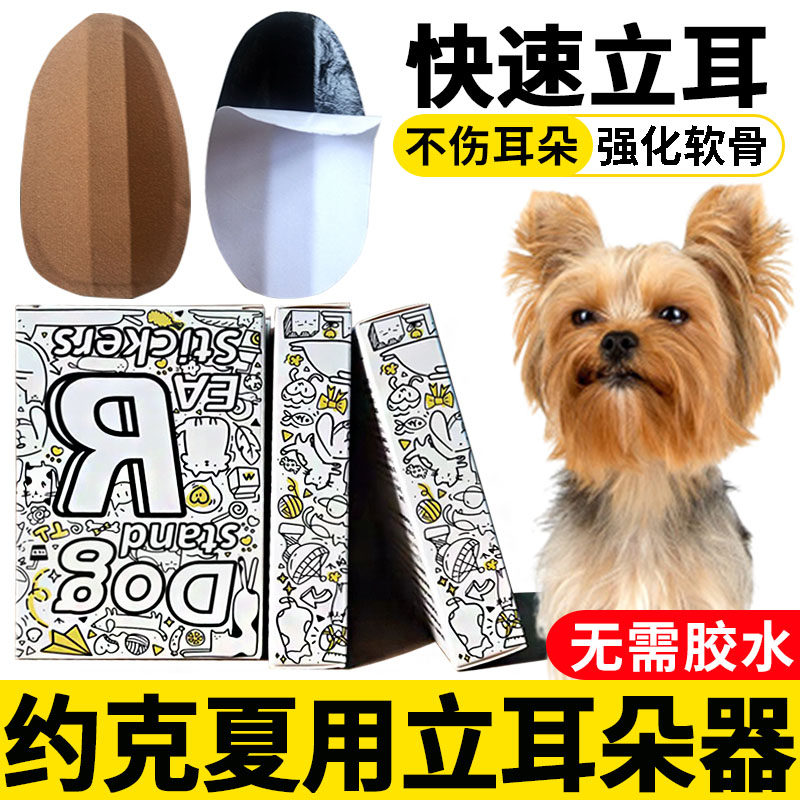 Yorkie ear-lifting essentials: finally, ears up!