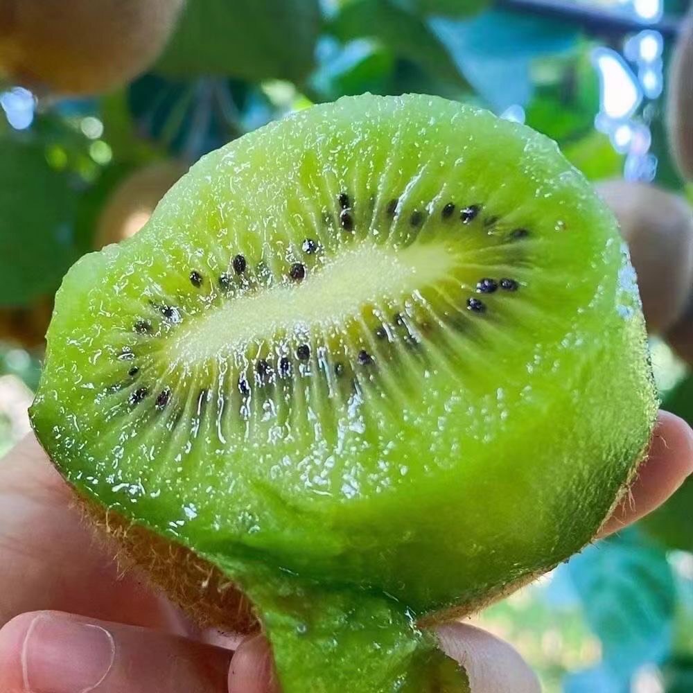 黑妞果妹舌尖上的鲜果