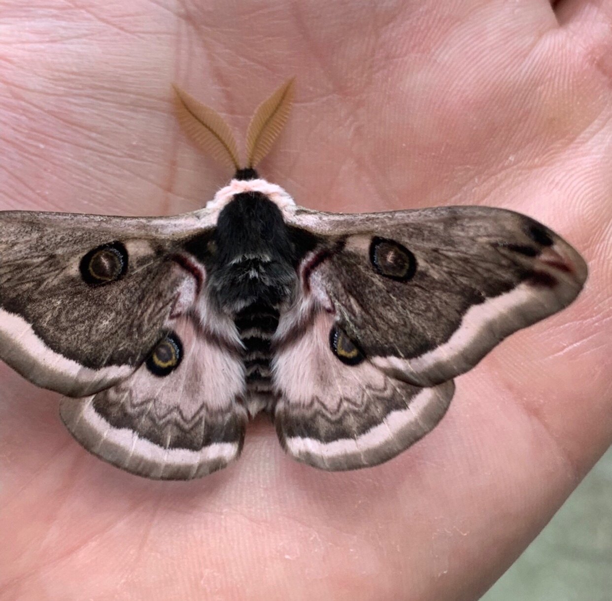 [USD 18.07] Hairy pink sorbet moth A1 original moth big silkworm moth ...