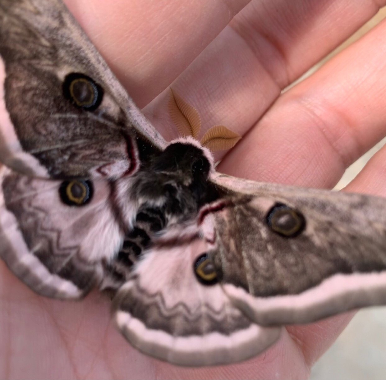 [USD 18.07] Hairy pink sorbet moth A1 original moth big silkworm moth ...