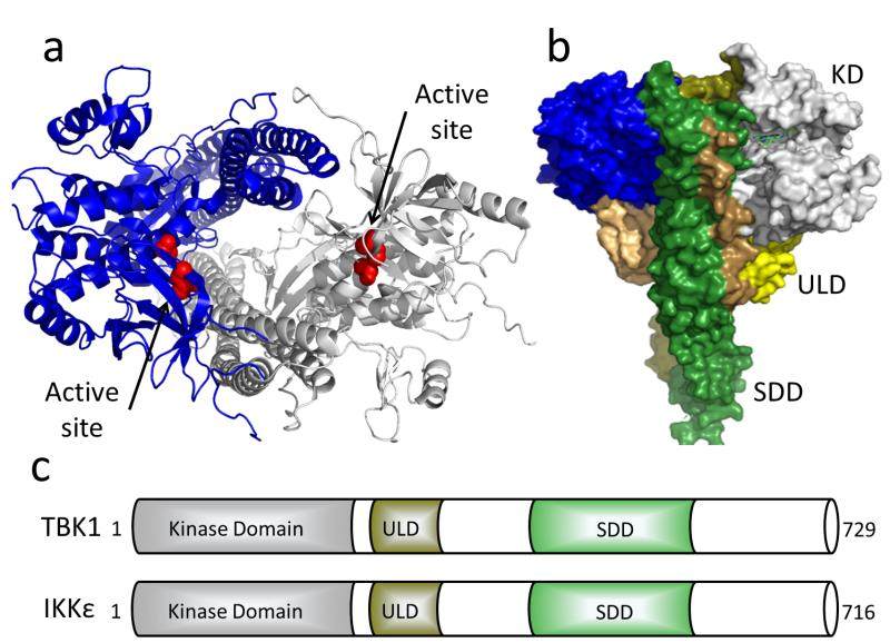 PyMOL作图，动画，以及蛋白与多肽，DNA,Rna-Taobao Singapore