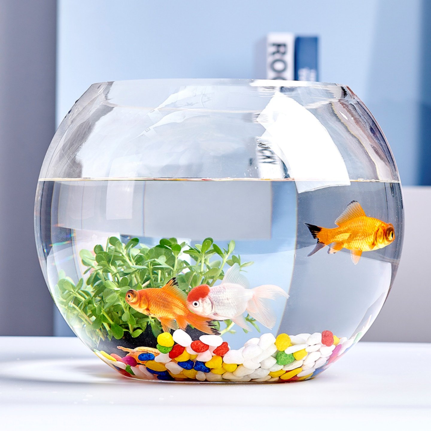 🎨 A must-have for your home! jiumige round small fish tank creates a ...