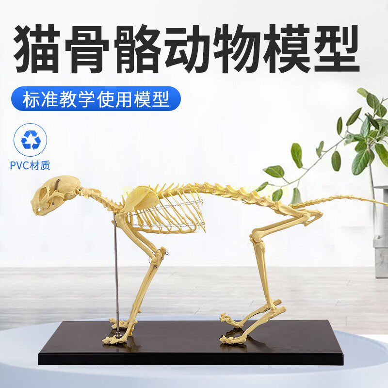 A must-have for pet doctors! dog bone models make your classroom come ...