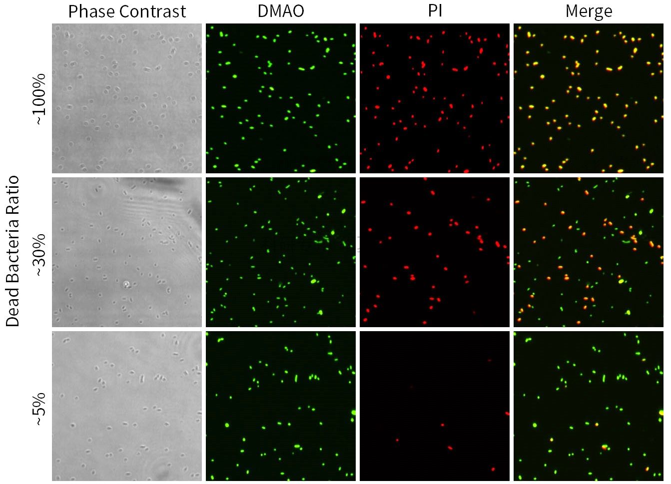 C2030S C2030M细菌死活染色试剂盒(DMAO/PI)细菌活力/毒性 碧云天-阿里巴巴