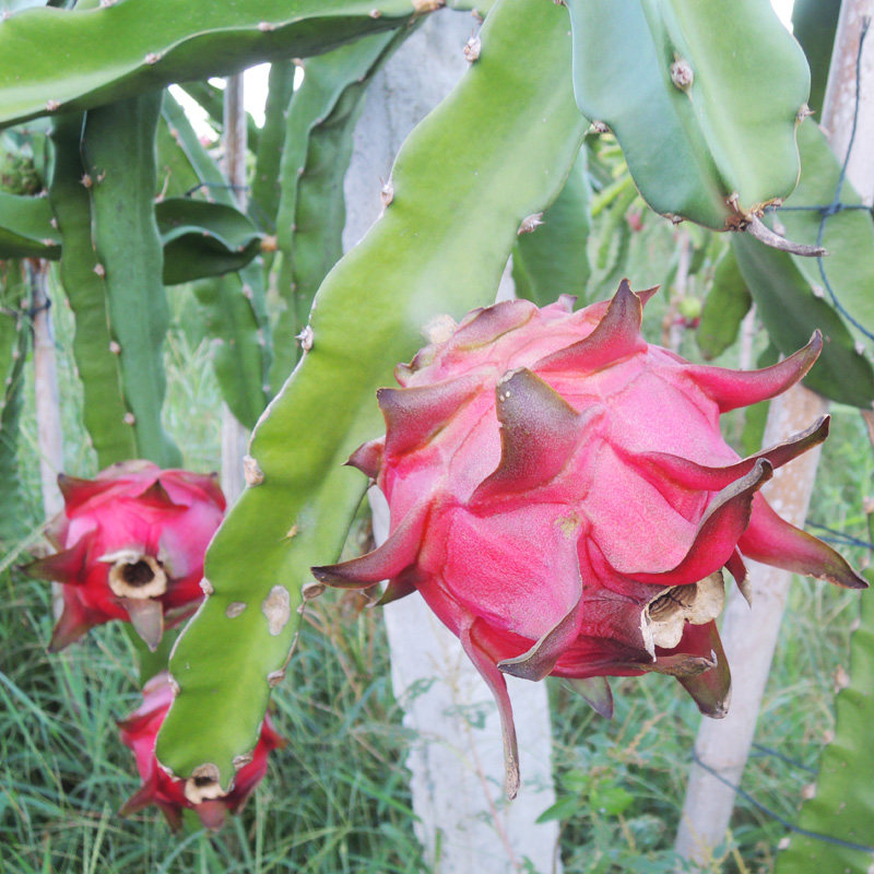 Hainan Jindu No. 1 Red Heart Pitaya Fresh Extra Large Fruit Red Flesh ...