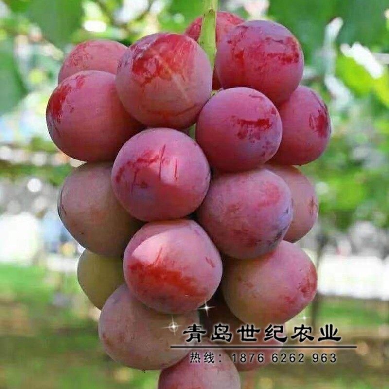 Grafting of new varieties Beda 3309 Nina Queen Princess grape seedlings ...