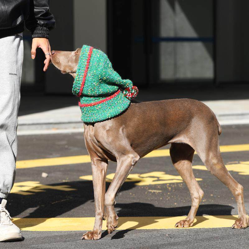 A warm surprise for your dog in winter! 🎁 Small and large dog elf ...