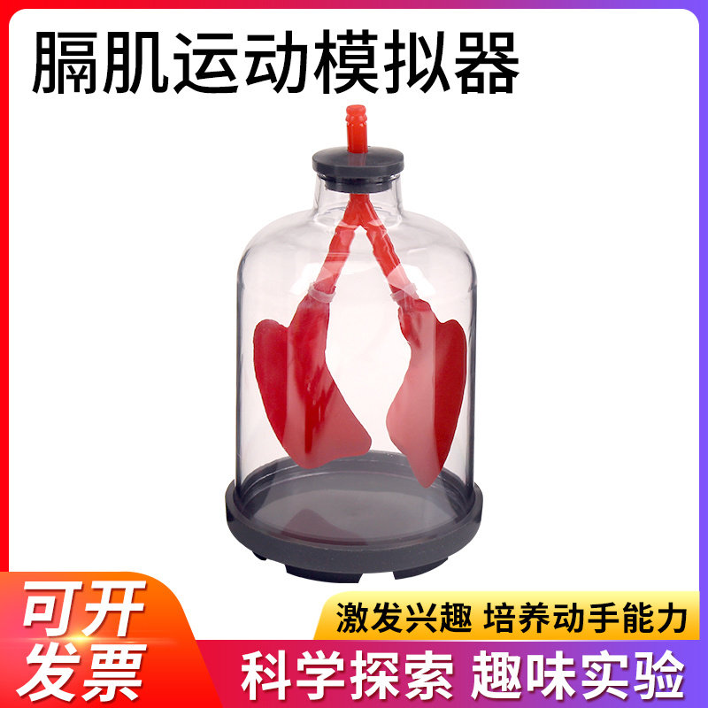 肺呼吸模型膈肌运动模拟演示器人体器官肋间肌舒缩胸腔变化肺部工作原理大气压强小学初中科学生物教学教具 Taobao