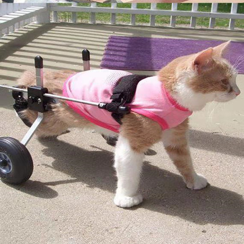 Good news for paralyzed cats! 🐾 Cat wheelchair: a magical tool for ...