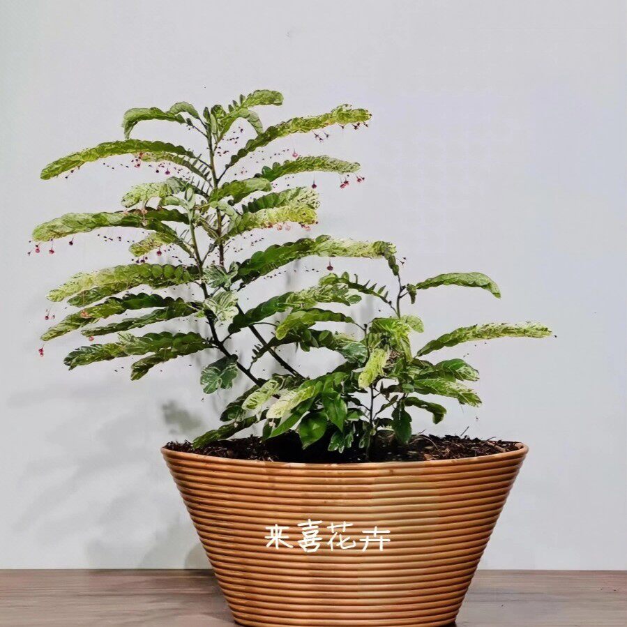 来喜花卉园艺
