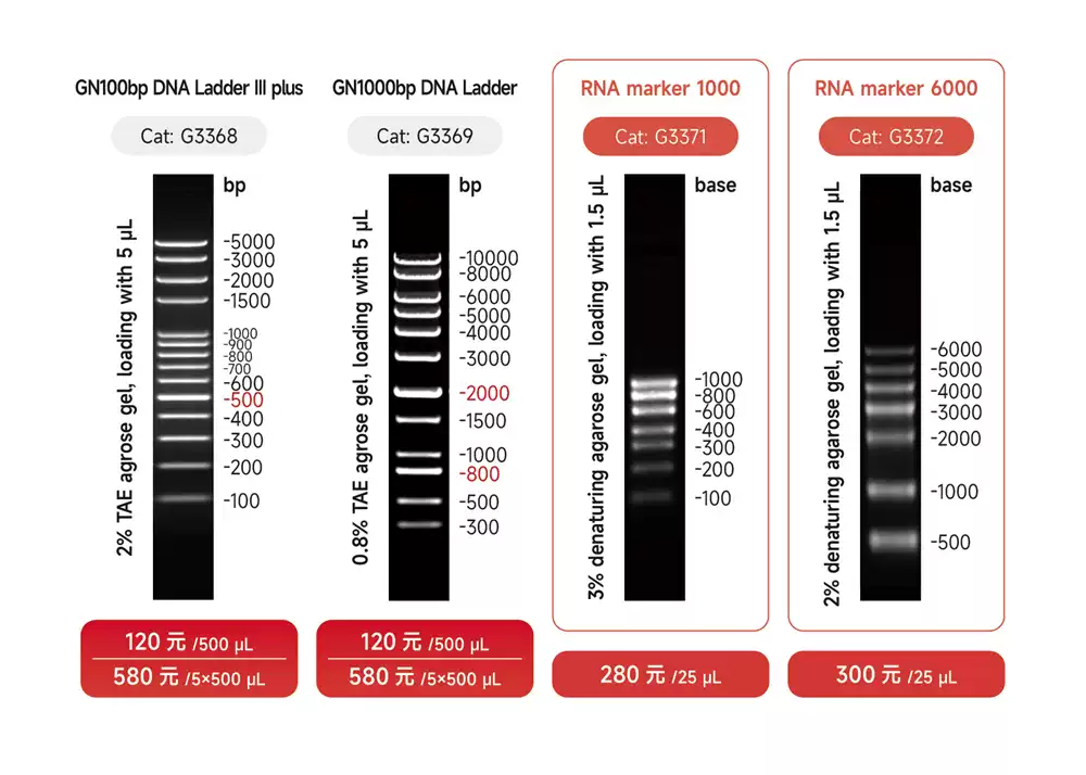 Servicebio赛维尔 DNA Marker 100-2000bp 100-3000bp 100-5000bp