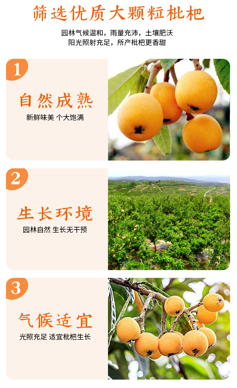 Authentic bamboo salt dried loquat 500g canned official flagship store ...