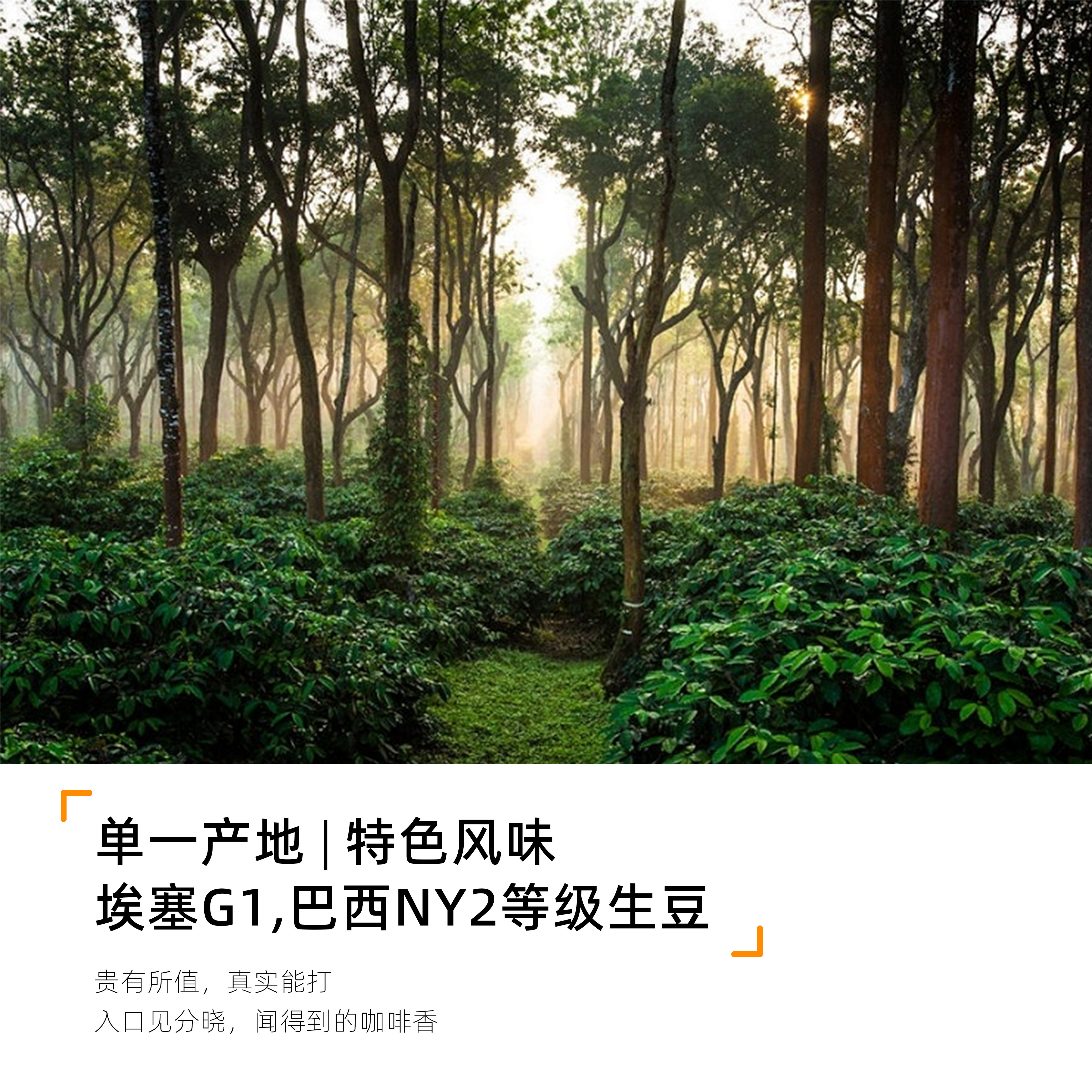 Luckwell冷萃SOE咖啡浓缩液：轻松畅饮咖啡之旅🌍-咖啡液-淘宝好物网