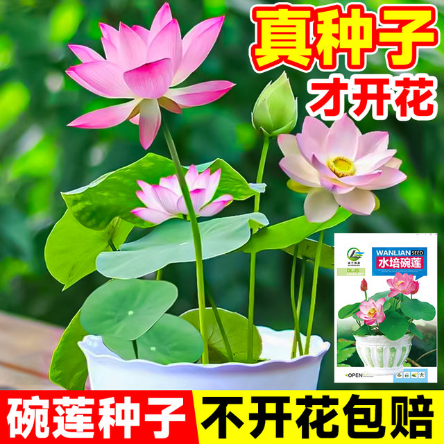 Hydroponic bowl lotus seeds, water lilies, lotus, water-raising plants ...