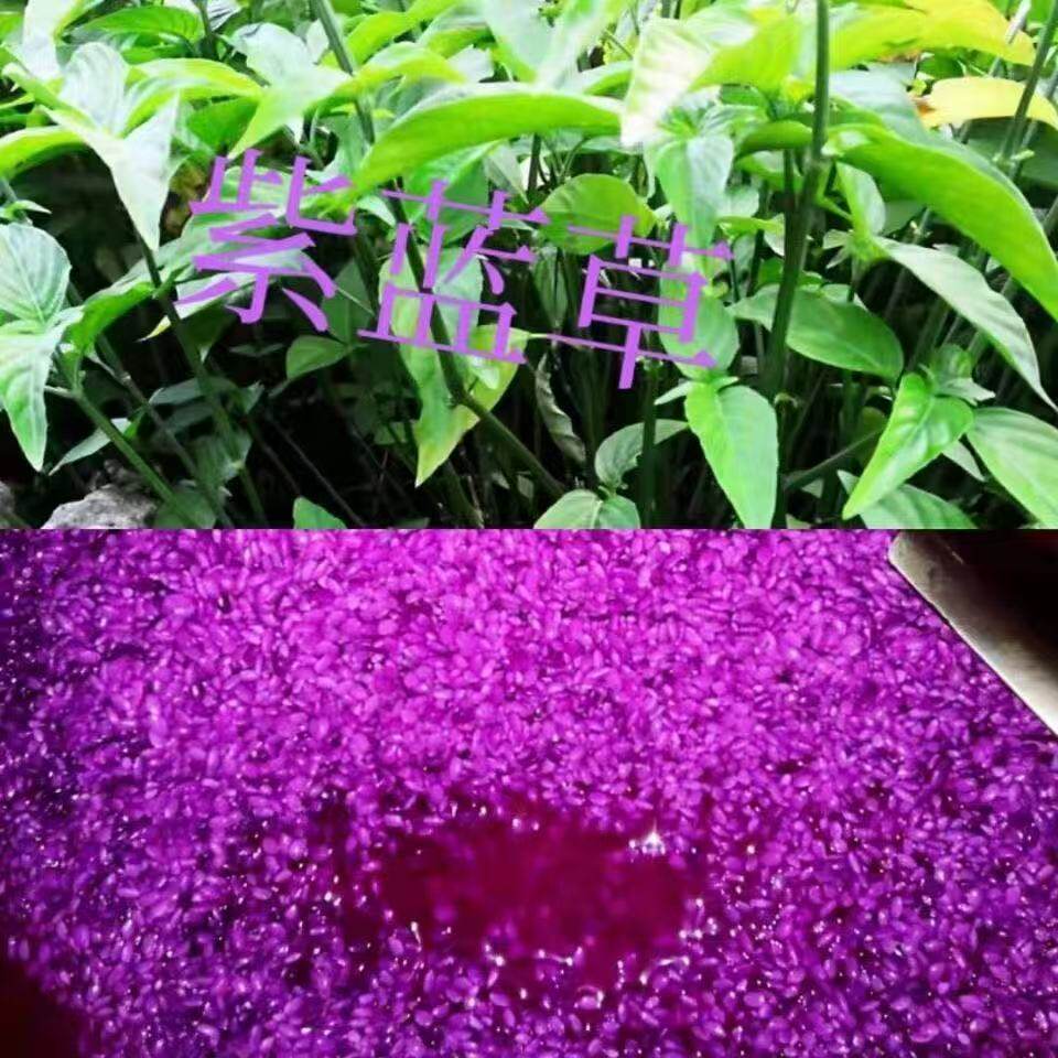 The new fashion food favorite in 2025: five-color glutinous rice plant ...