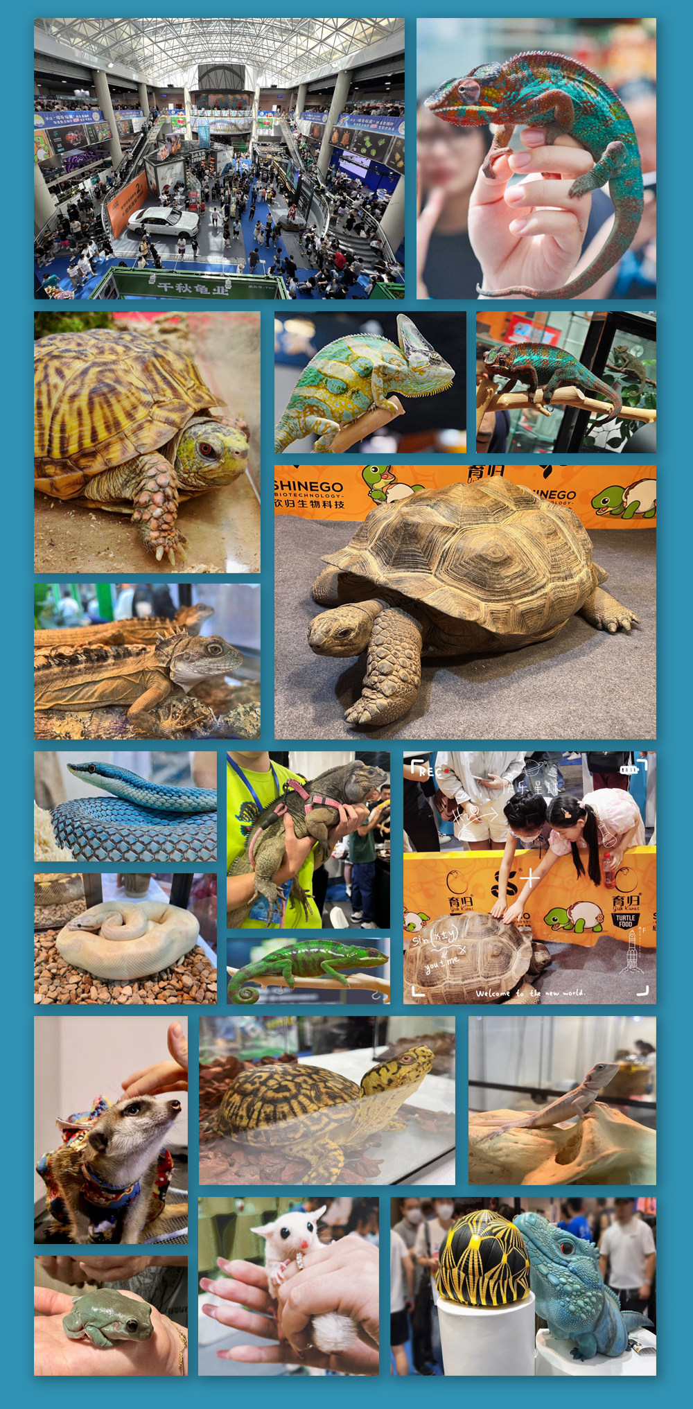 2025上海龟谷世界名龟展暨爬宠狂欢节时间、地点、门票价格 - 东方演出网