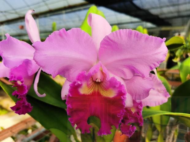 威格兰业 小牛 Rlc. Pamela Finney 经典粉色大花 卡特兰