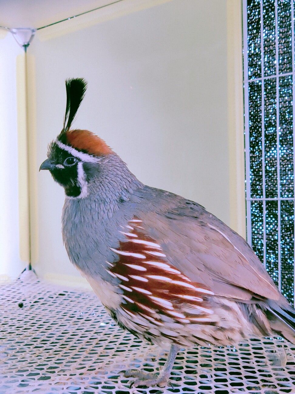 小茗山家庭萌宠