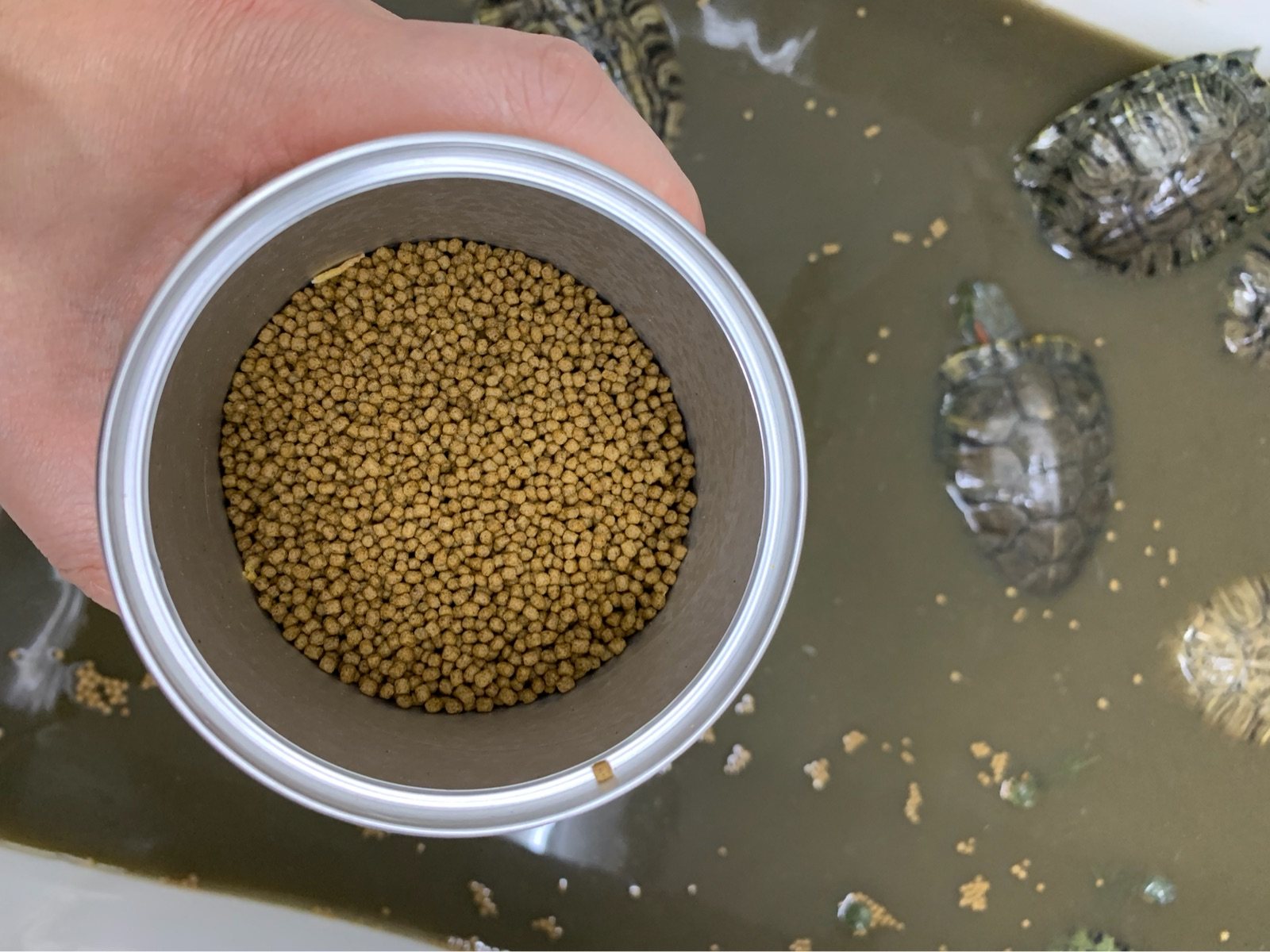 [USD 5.08] Turtle Living Feed Money Turtle Brazil Turtle Grass Turtle ...