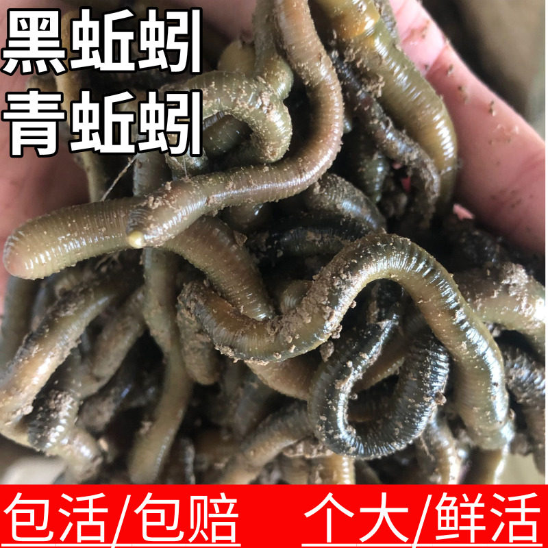 [USD 6.82] Fresh live earthworms live black earthworms green earthworms ...