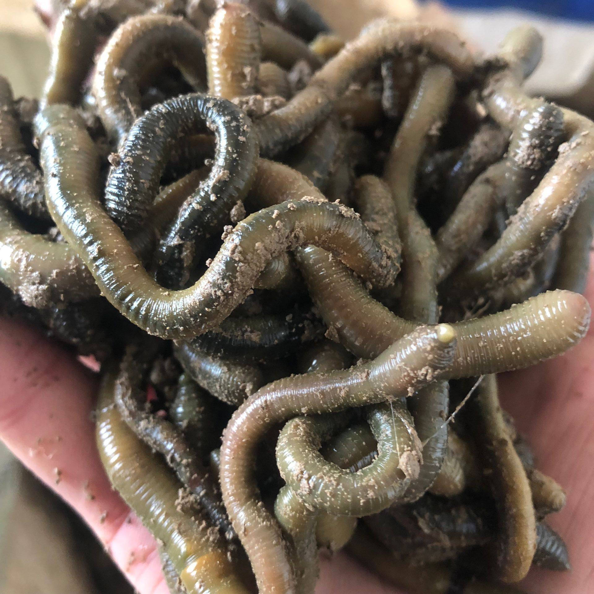 [USD 6.82] Fresh live earthworms live black earthworms green earthworms ...