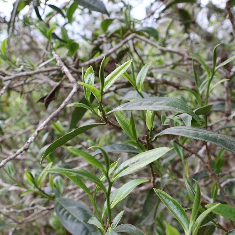 2018 Pu'er Tea Spring tea Raw tea Lincang pure material Ancient trees ...