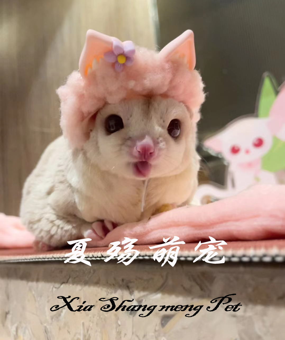 南山萌宠家