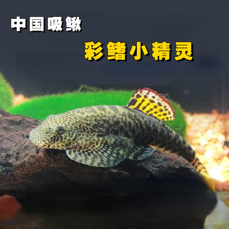 惠州原生鱼坊