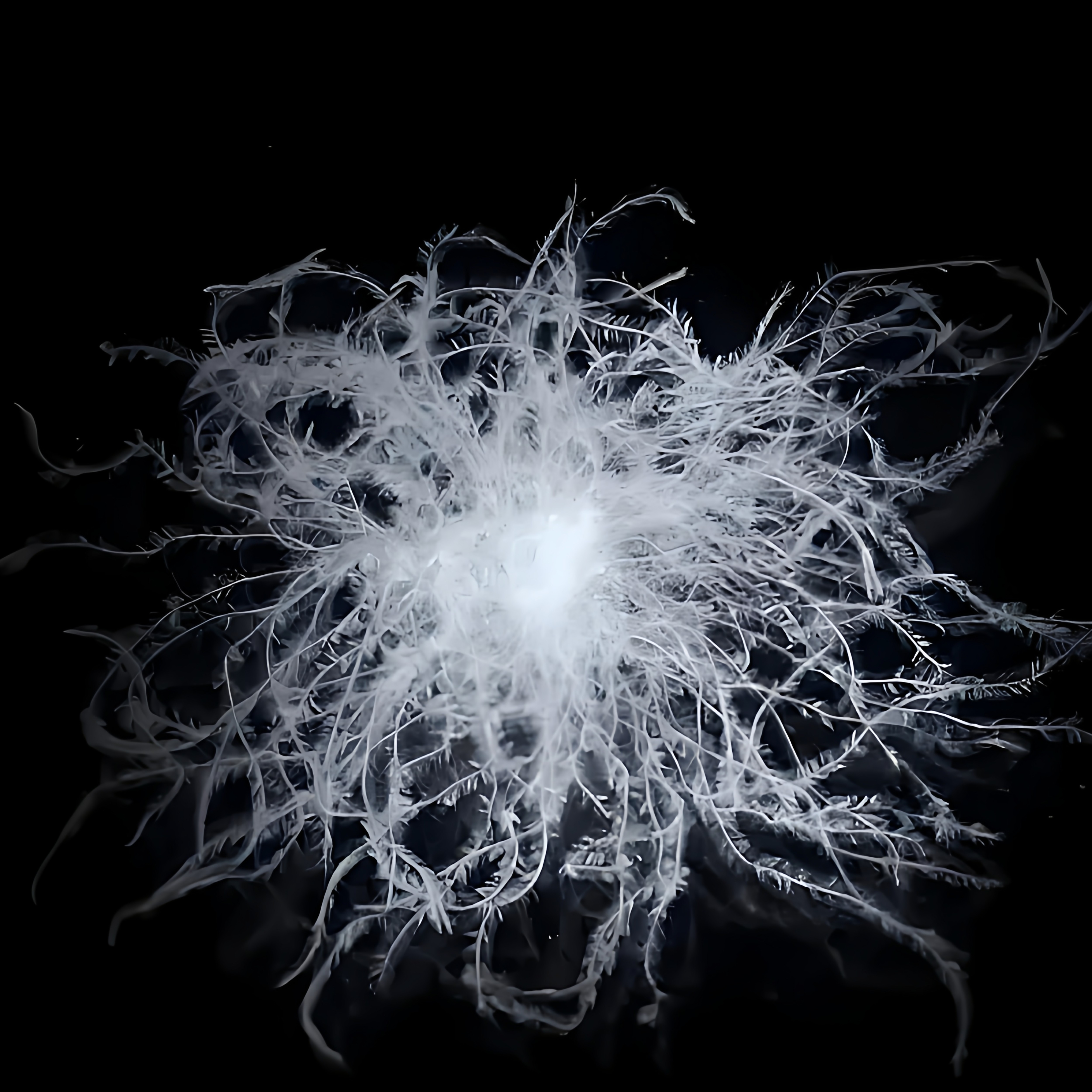 绒暖冬日 🧥 ——超大朵98白鹅吊绒5A手挑羽绒-羽绒填充物-淘宝好物网