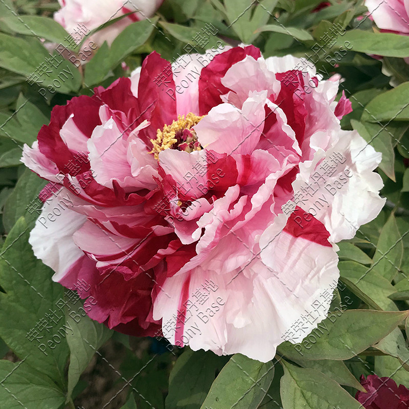 荣荣牡丹基地