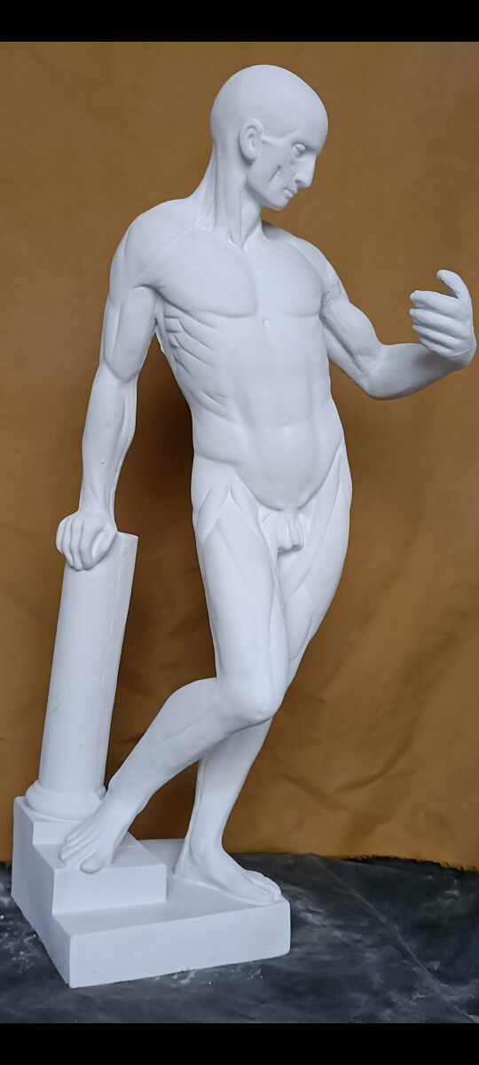[USD 33.39] Muscle Anatomy Whole Body Gypsum Like Art Sketching ...