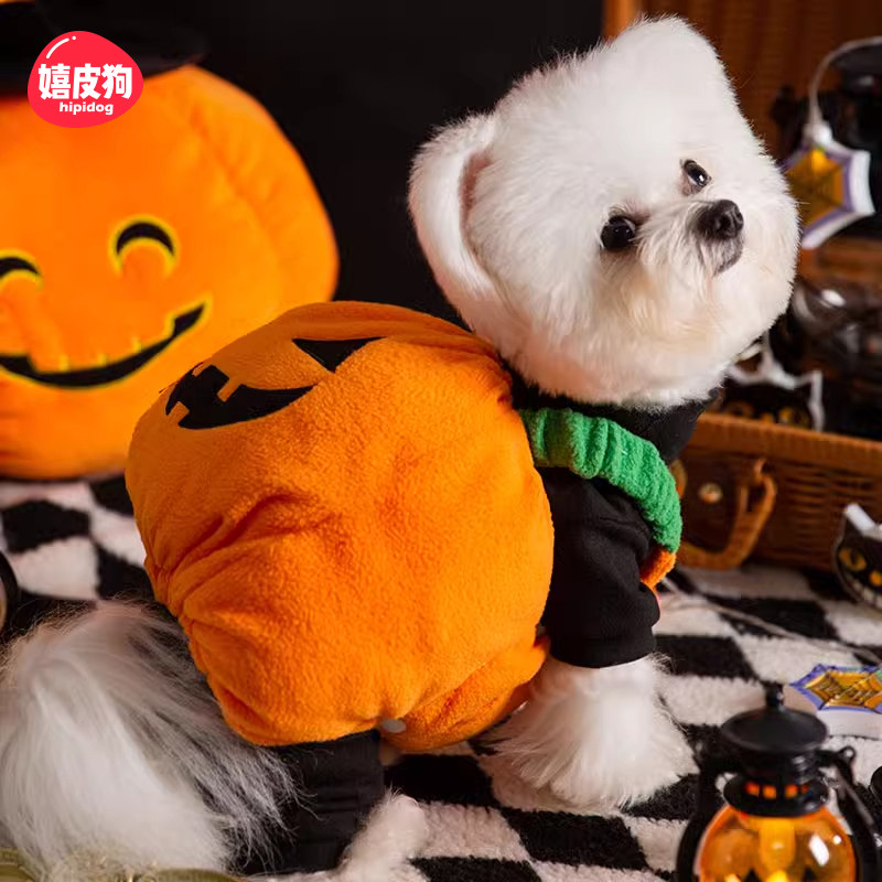 Halloween essentials for pets: bichon, teddy, pomeranian puppy pumpkin ...