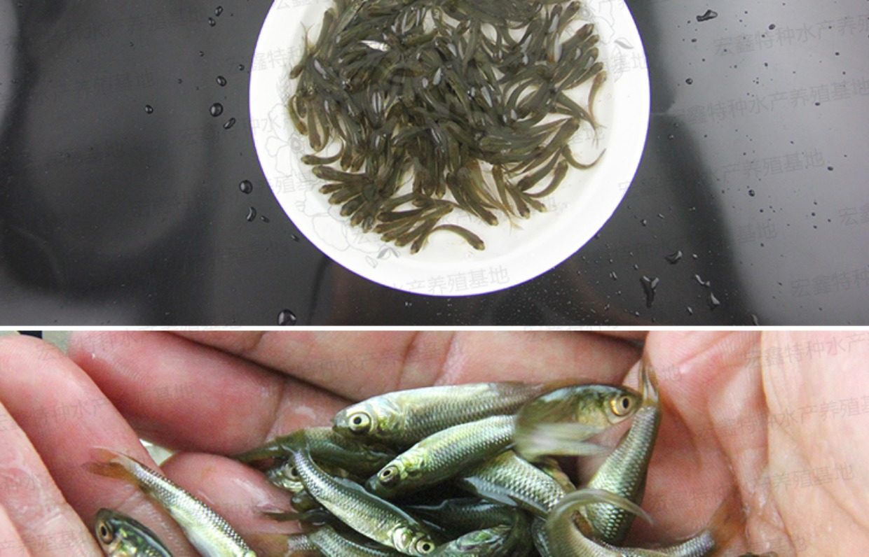 赤眼鳟鱼苗好养吗,赤眼鱼什么养,赤眼鳟为何这么贵_大山谷图库