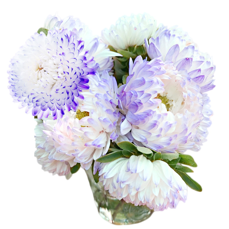 Duchess blue ice double-petal aster seeds imported heirloom indoor four ...