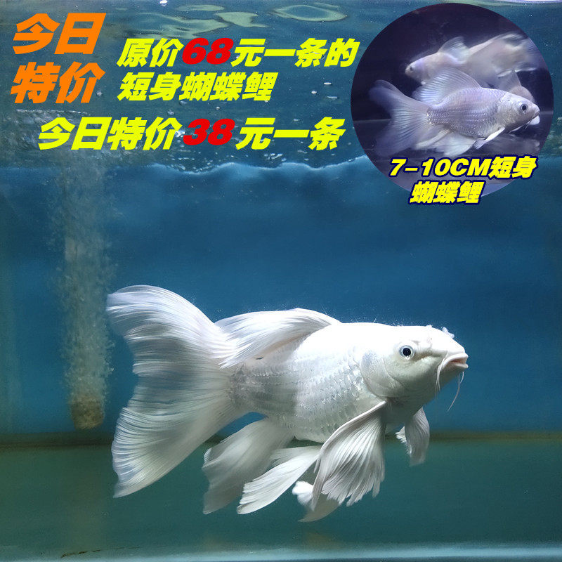 (Shang Shuiyuan) Taiwan butterfly carp living dragon carp koi spherical ...