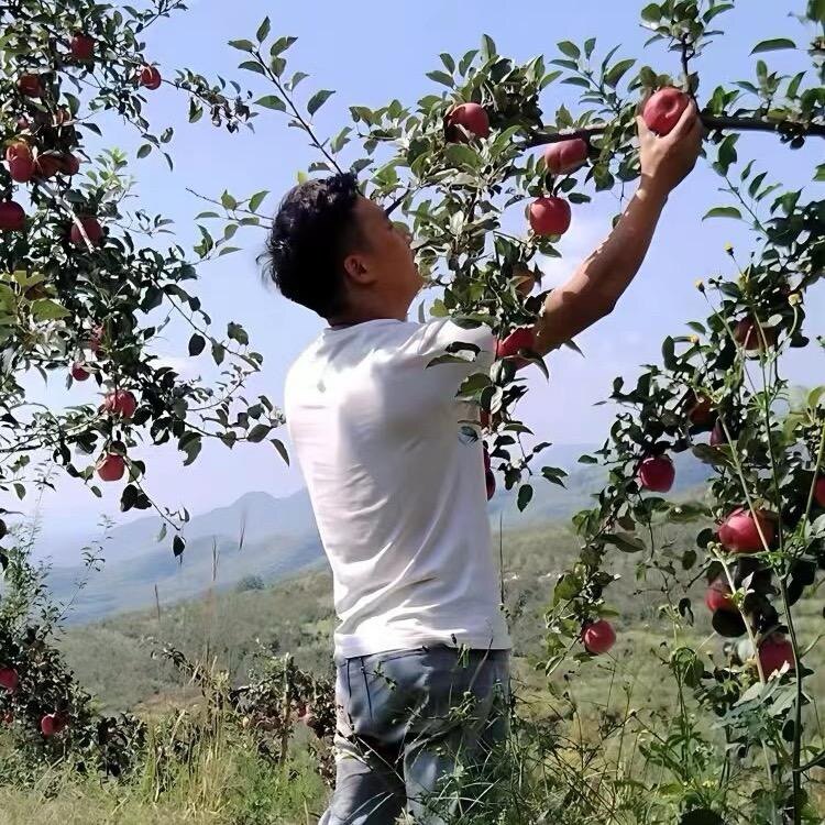 鲜果速递