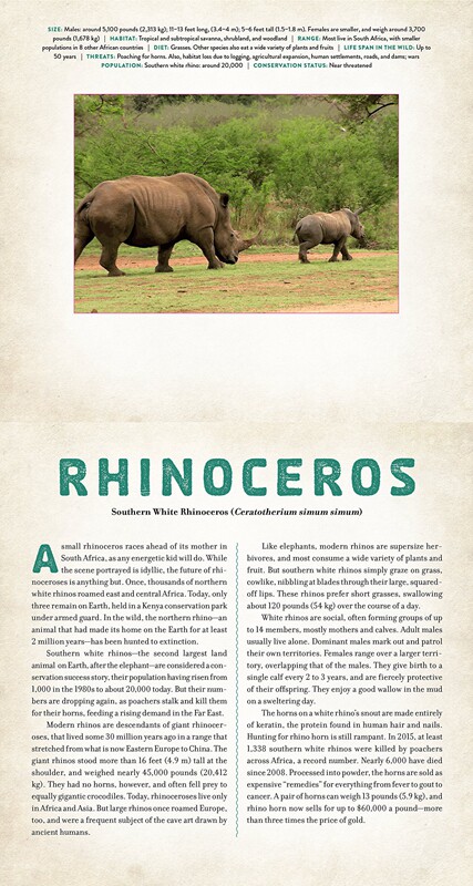 🌟揭秘自然奇迹！Wild Endangered Animals in Living Motion Photicular Book 让你在家就能 ...
