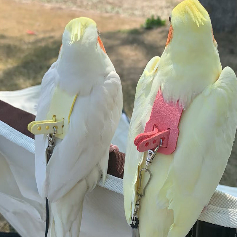 Parrot flying leash recommendation｜25 years new harness style flying ...