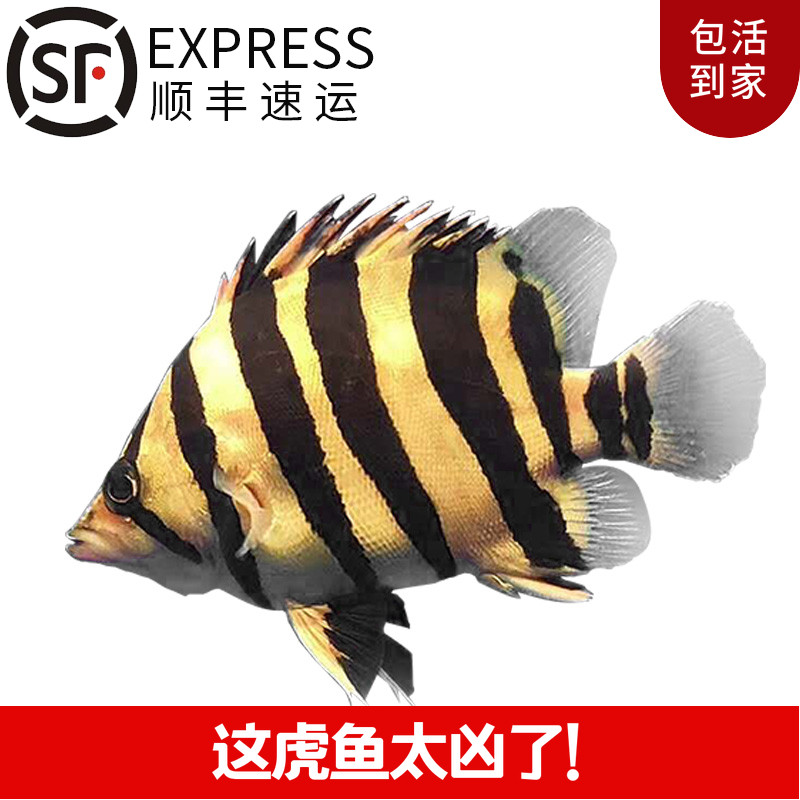 Sumatran Tiger Indonesian Tiger fry Thai Tiger Indonesian Three-grain ...