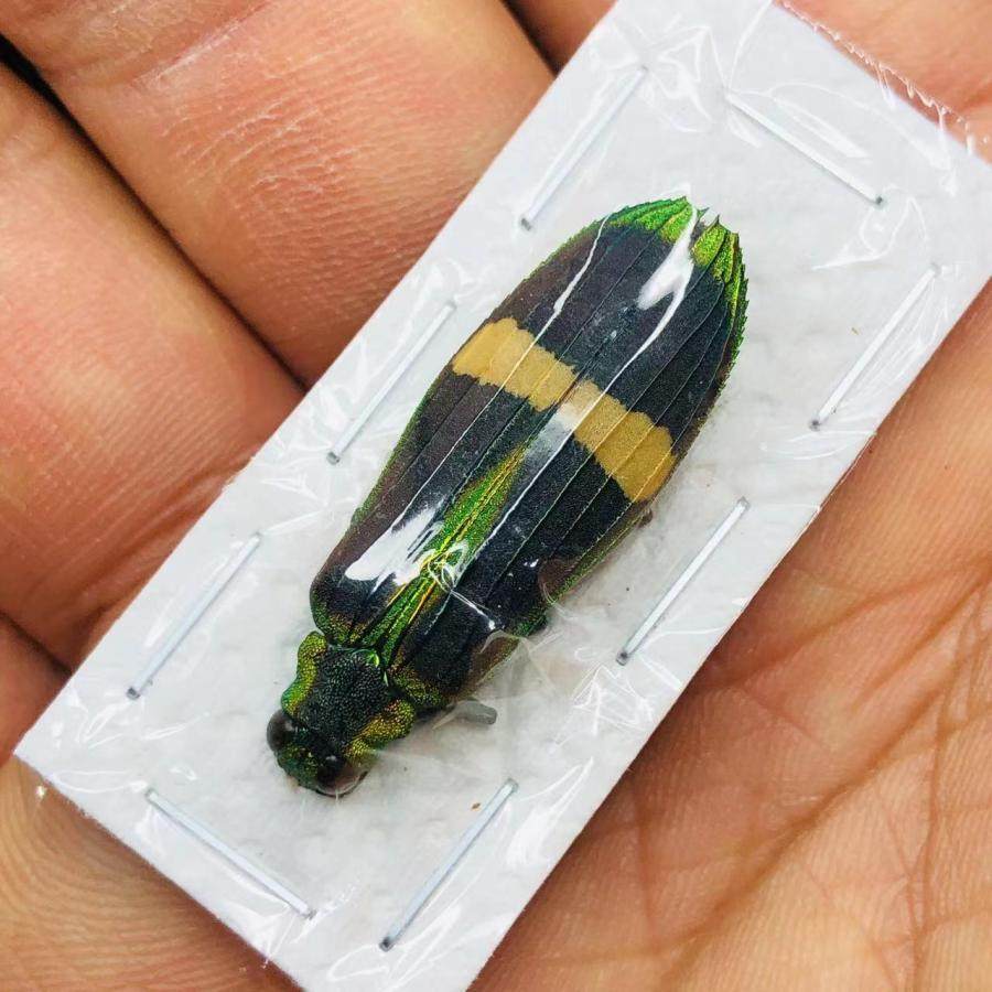 [USD 9.79] Rare Malaysian Gingko Specimen Demochroa gratiosa True ...