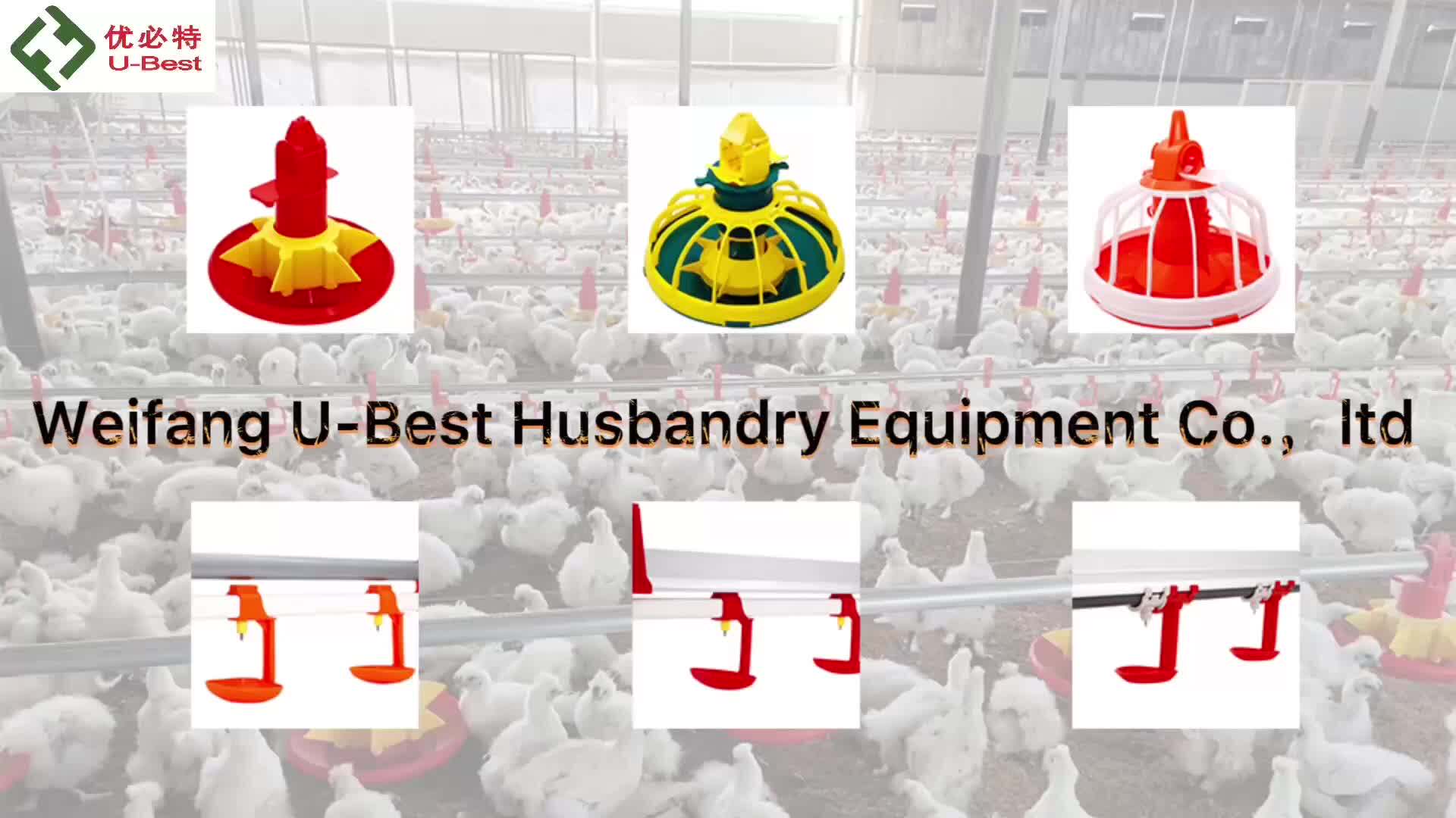 Automatic Chicken Farming Complete Setup Broiler System Poultry Farm ...