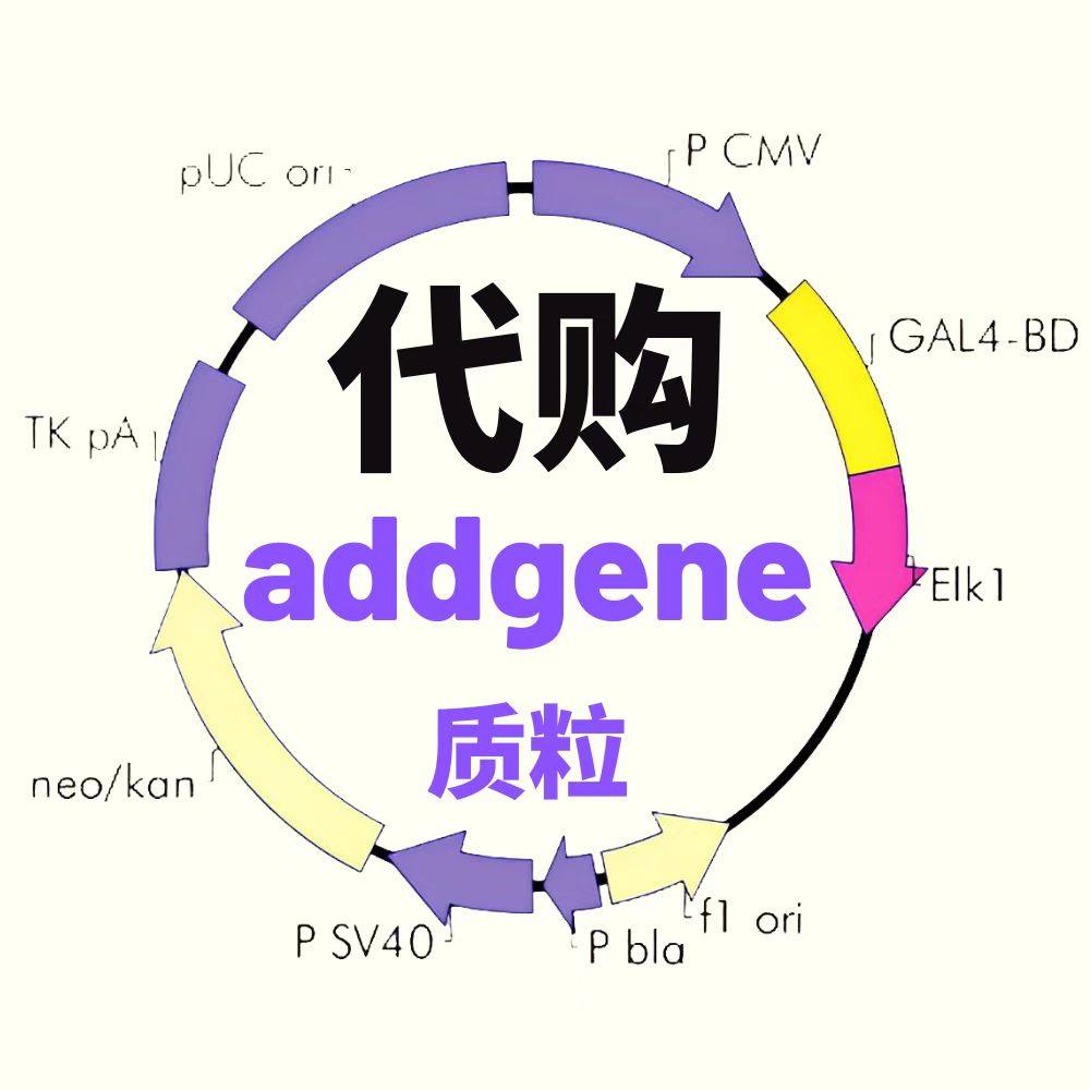 艾维科特iVectora载体addgene质粒