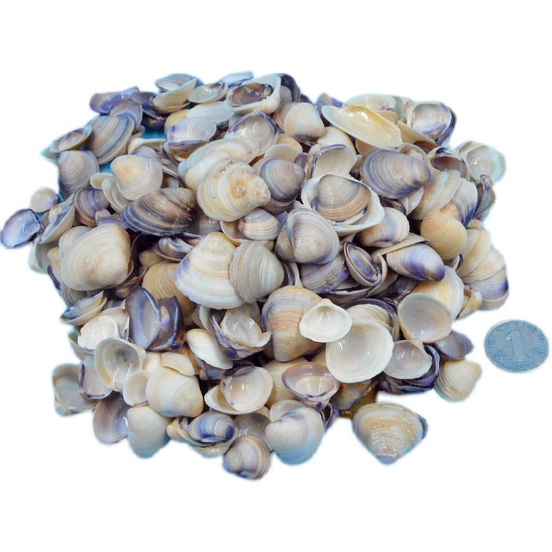 [USD 5.67] Blue small white shell natural scallop shell conch fish tank ...